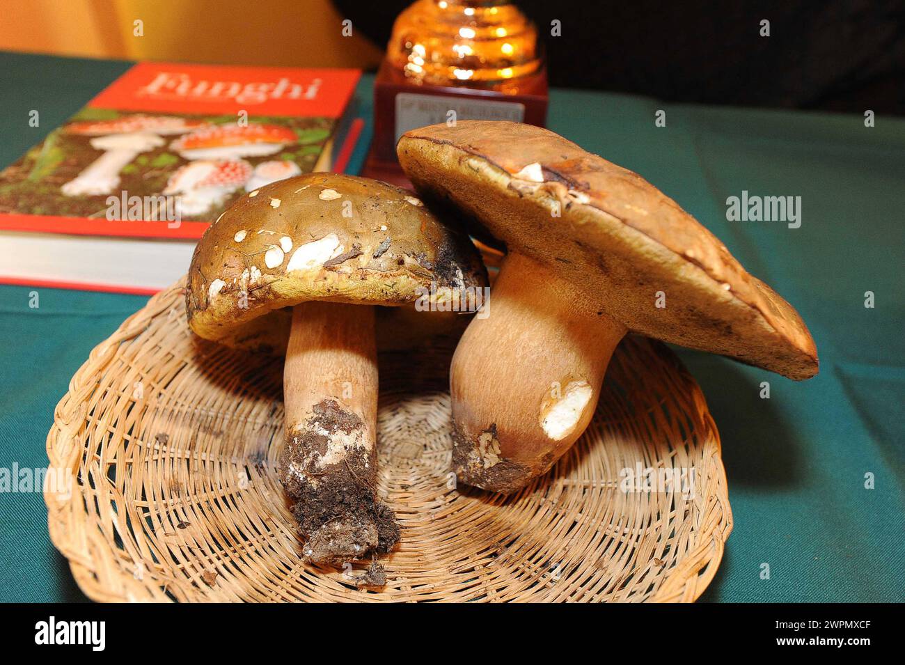 Funghi raccolta/Mushroom harvesting Stock Photo - Alamy