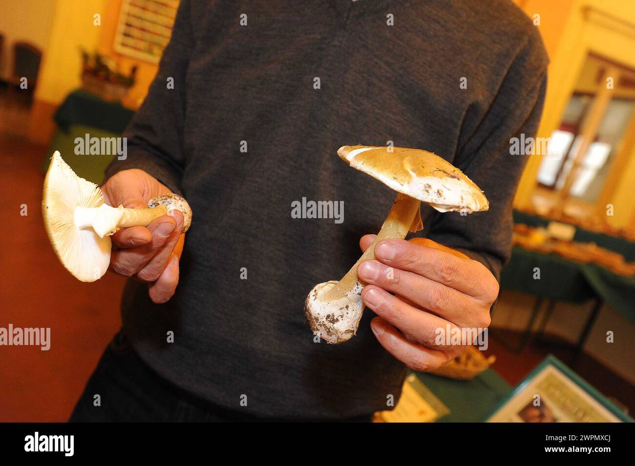 Funghi velenosi hi-res stock photography and images - Alamy