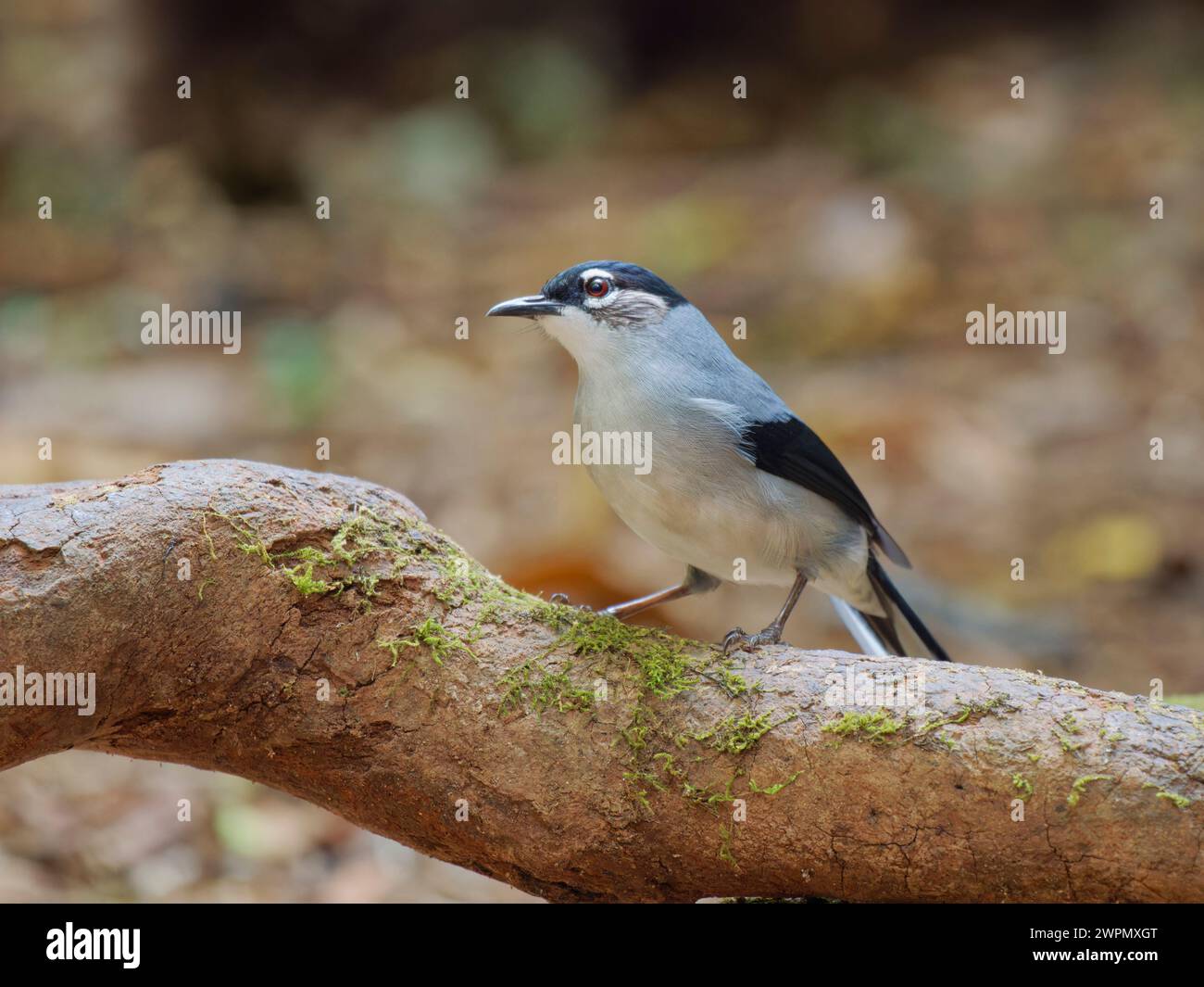 Black Headed Sibia Heterophasia desgodinsi Da Lat, Vietnam BI040054 Stock Photo - Alamy