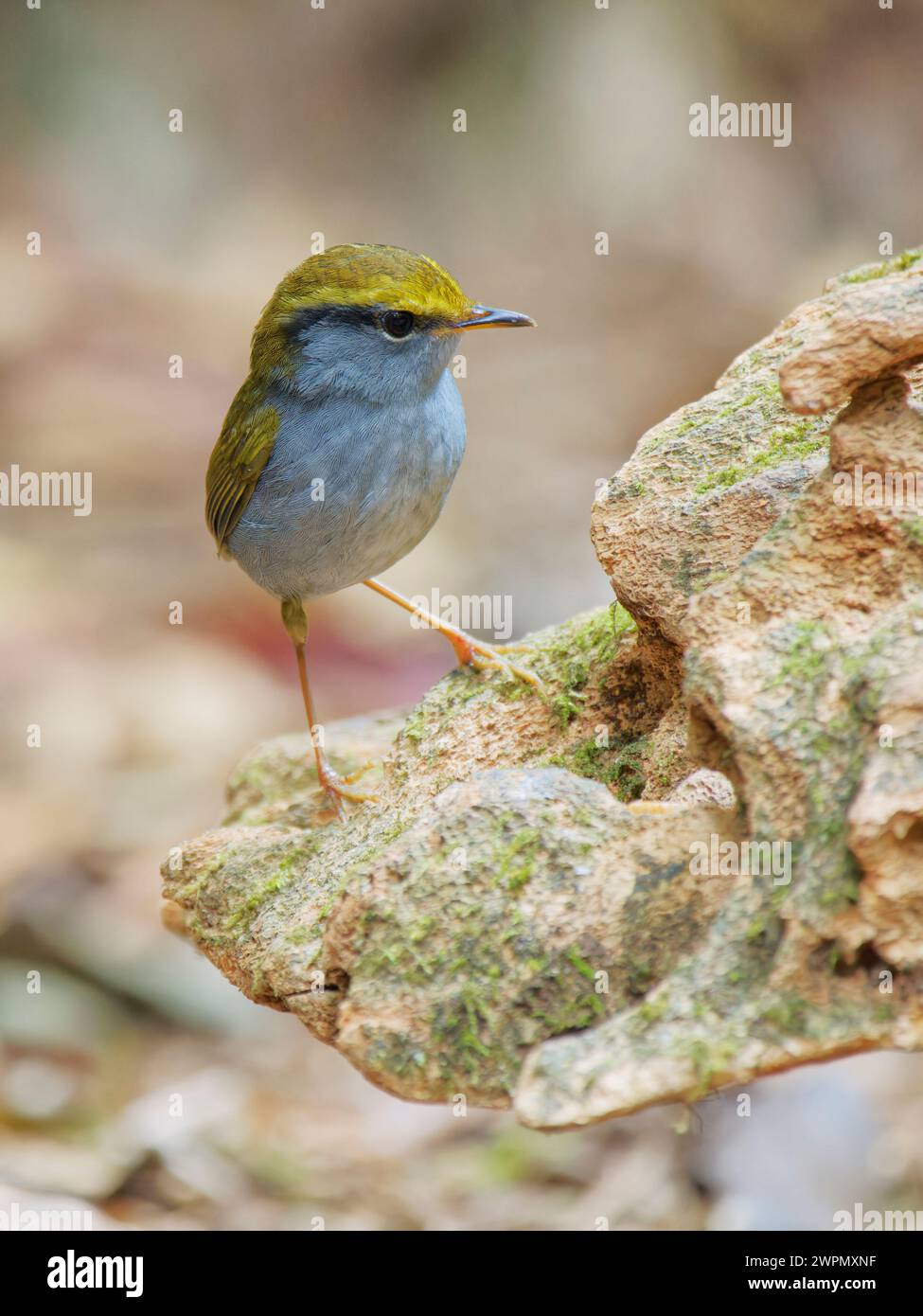 Tesias hi-res stock photography and images - Alamy