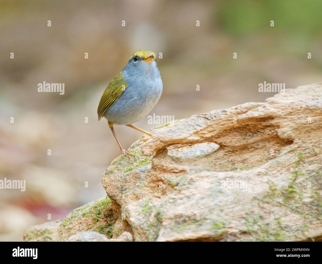 Tesias hi-res stock photography and images - Alamy