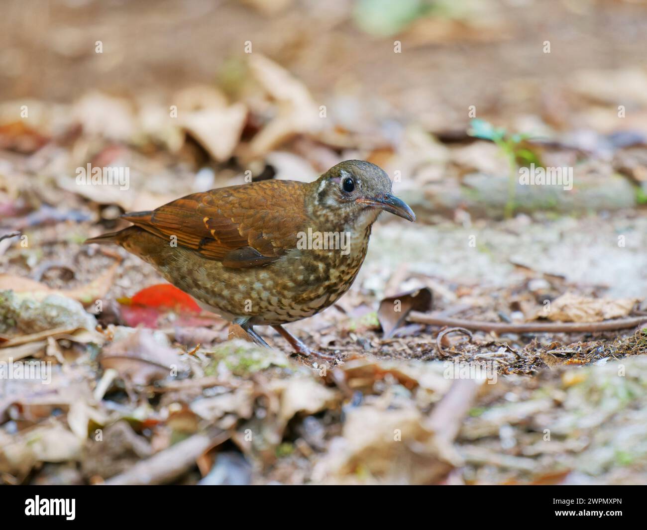 Dark Sided Thrush Zoothera marginata Da Lat, Vietnam BI040079 Stock ...