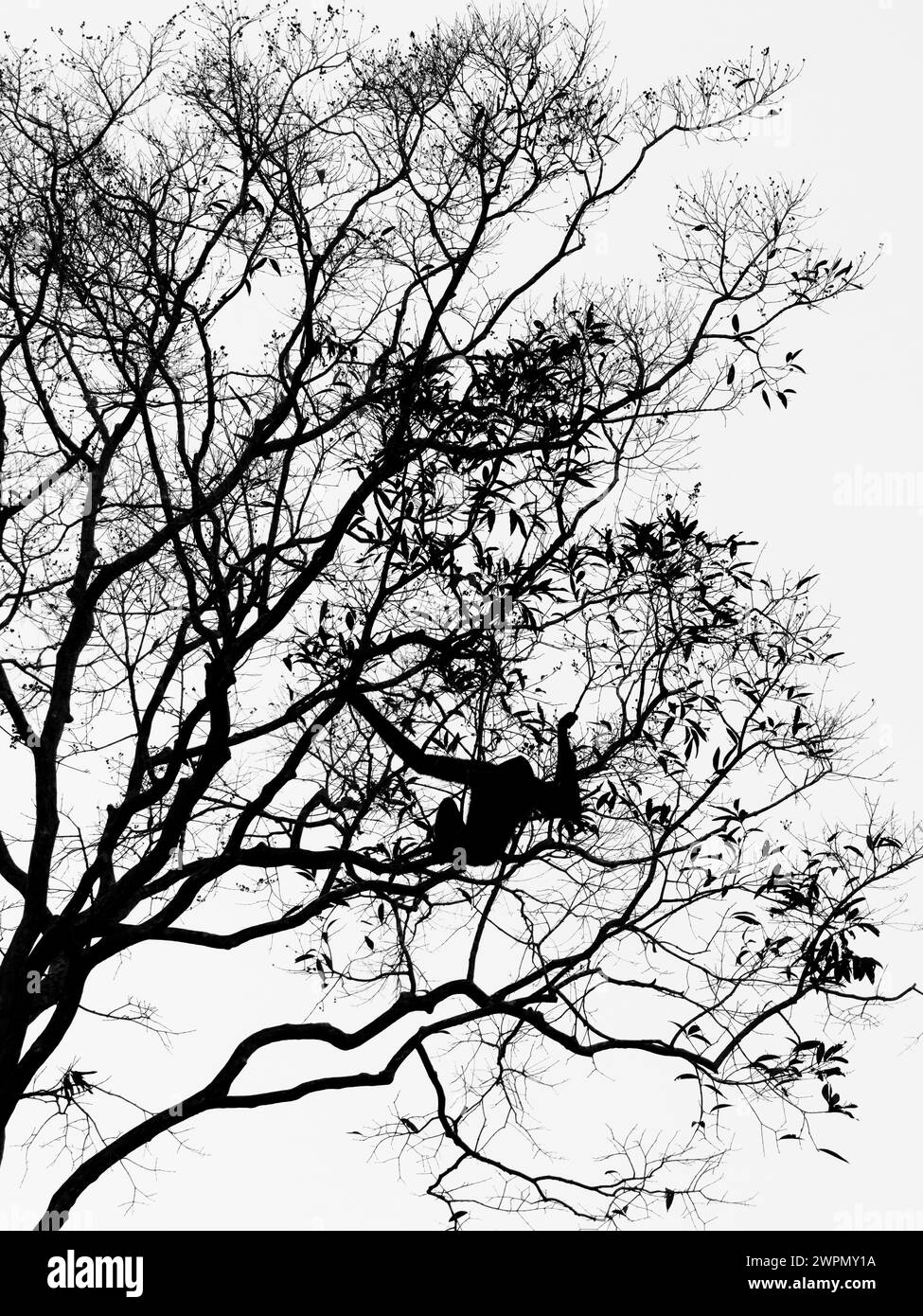 Asian gibbons Black and White Stock Photos & Images - Alamy