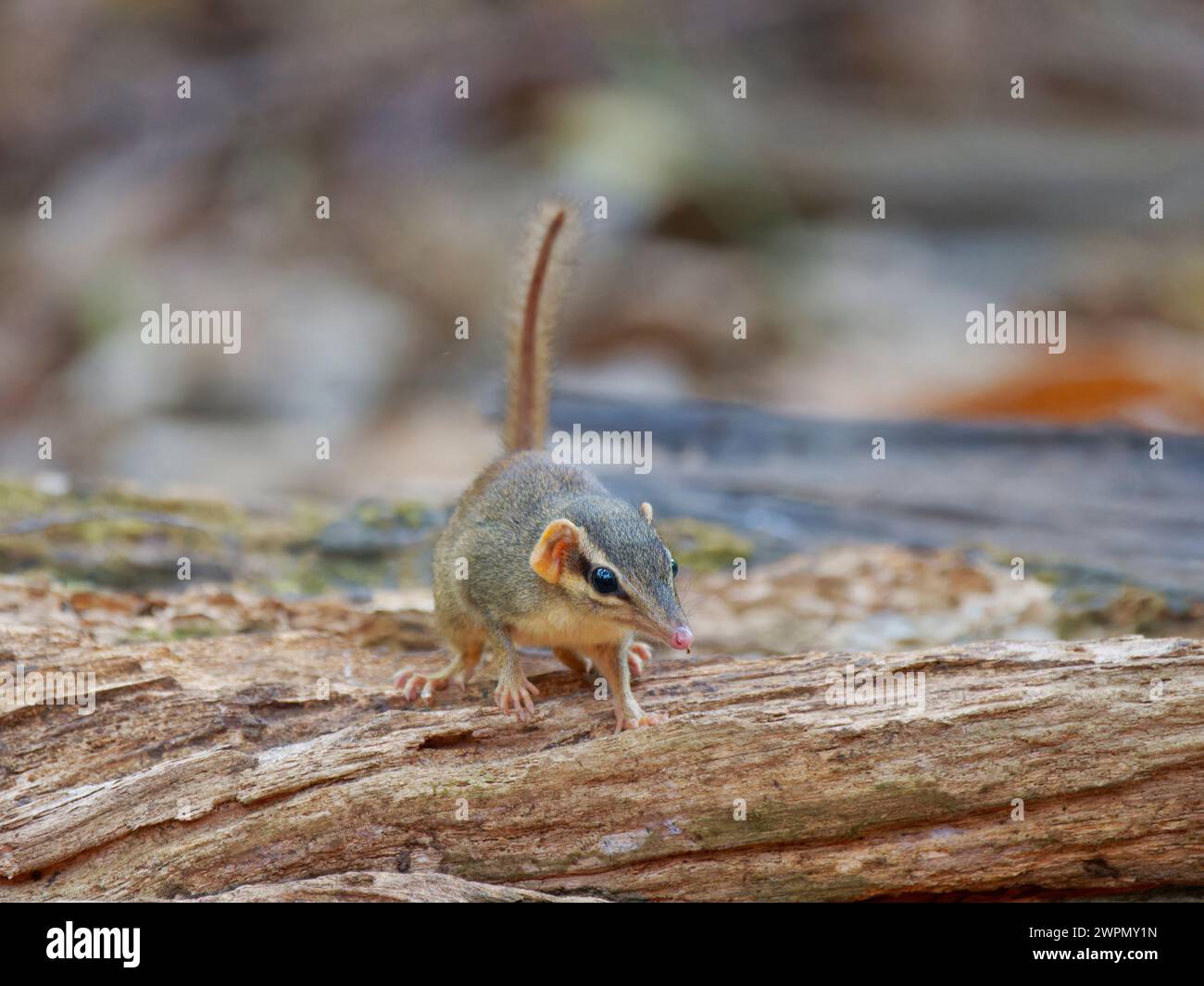 Northern Slender Tailed Treeshrew Dendrogale murina Cat Tien,Vietnam ...