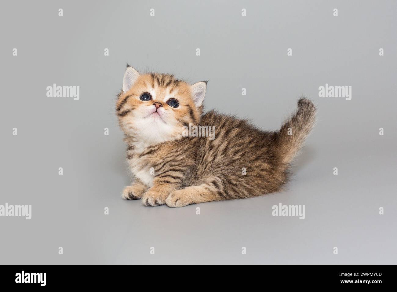 Scottish kitten with short legs, looking up. Photo on a gray background ...