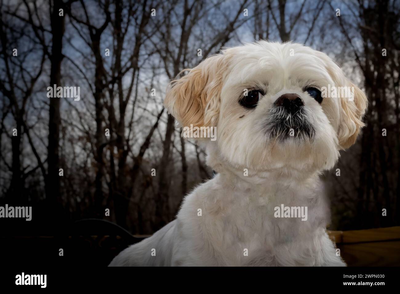Cute Shih Tzu dog male Stock Photo - Alamy