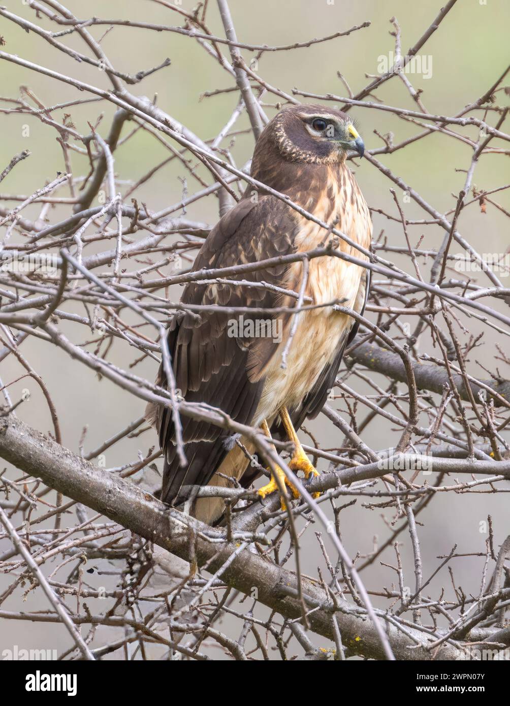 Marsh harriers hi-res stock photography and images - Alamy