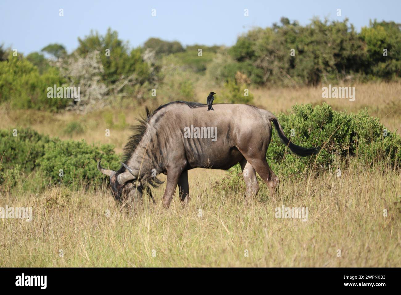 Gnu herd africa hi-res stock photography and images - Alamy