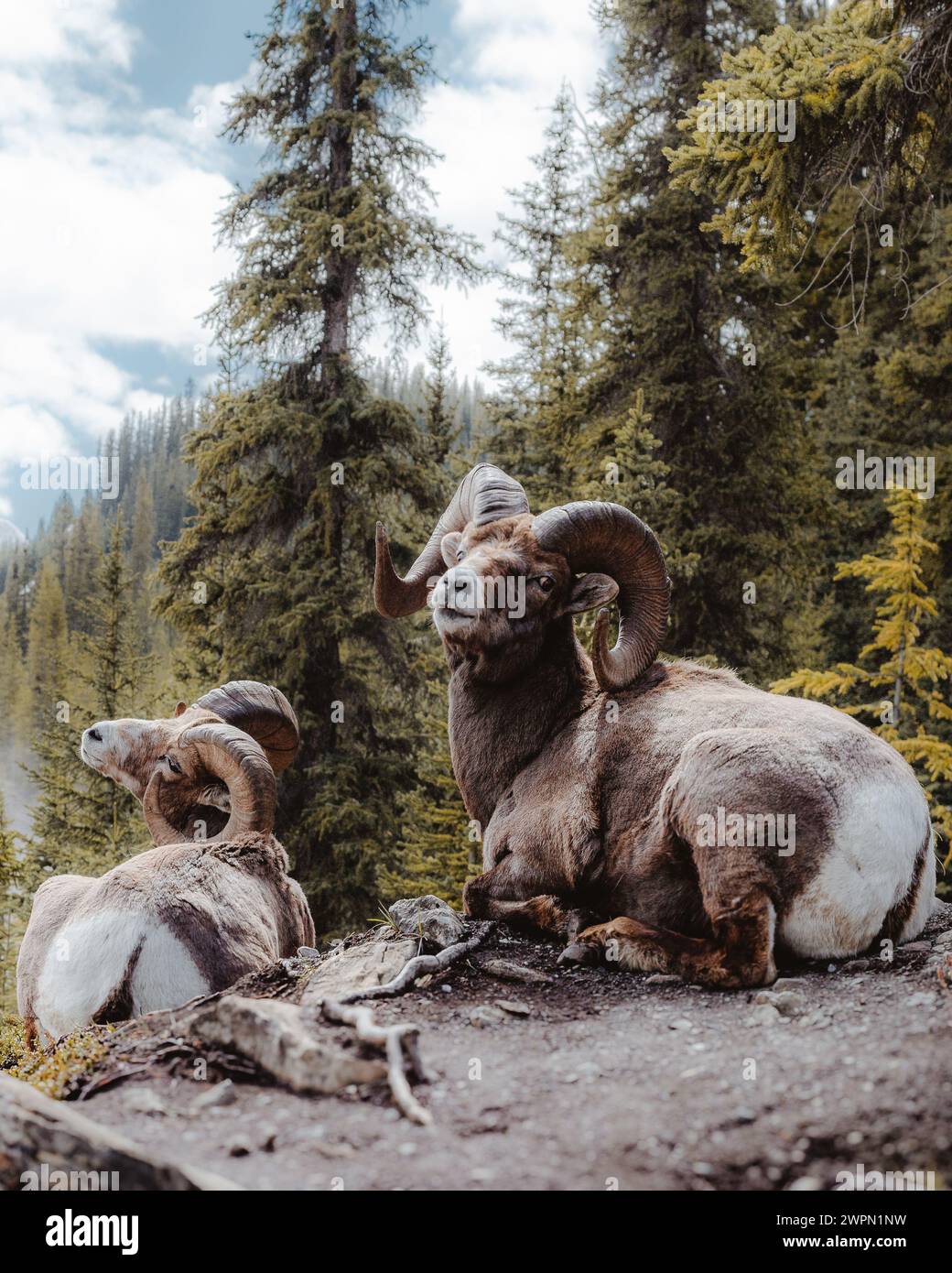 Two male Ram's up close and personal. Spotted them sitting by the ...