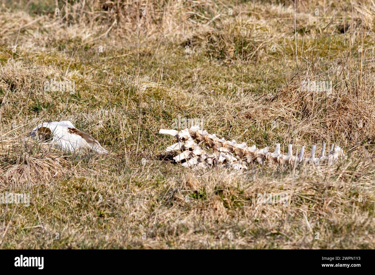 Visible bones hi-res stock photography and images - Alamy