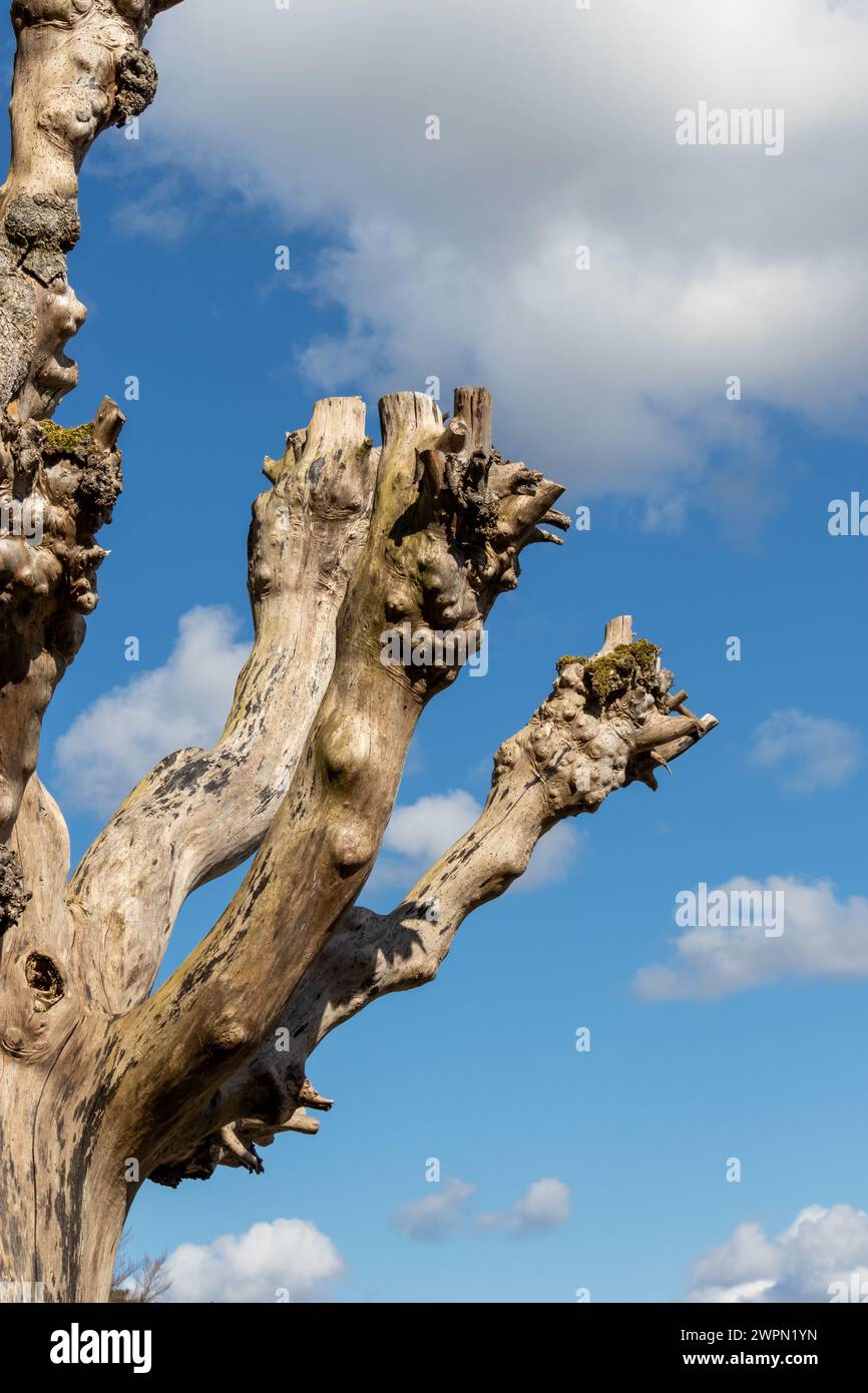 Old gnarly oak tree without bark with blue sky background Stock Photo ...