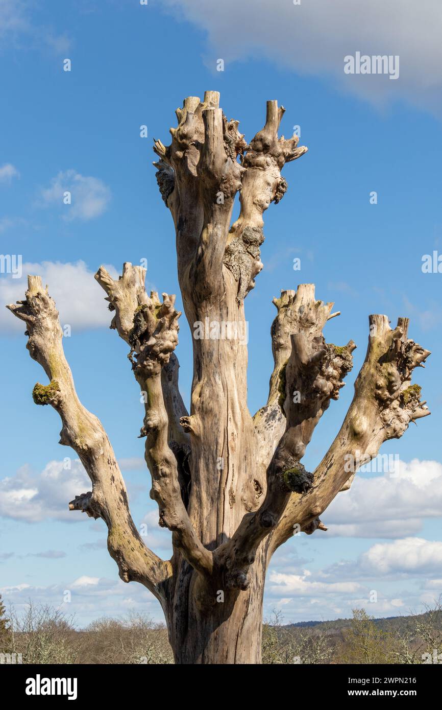 Trees Without Bark