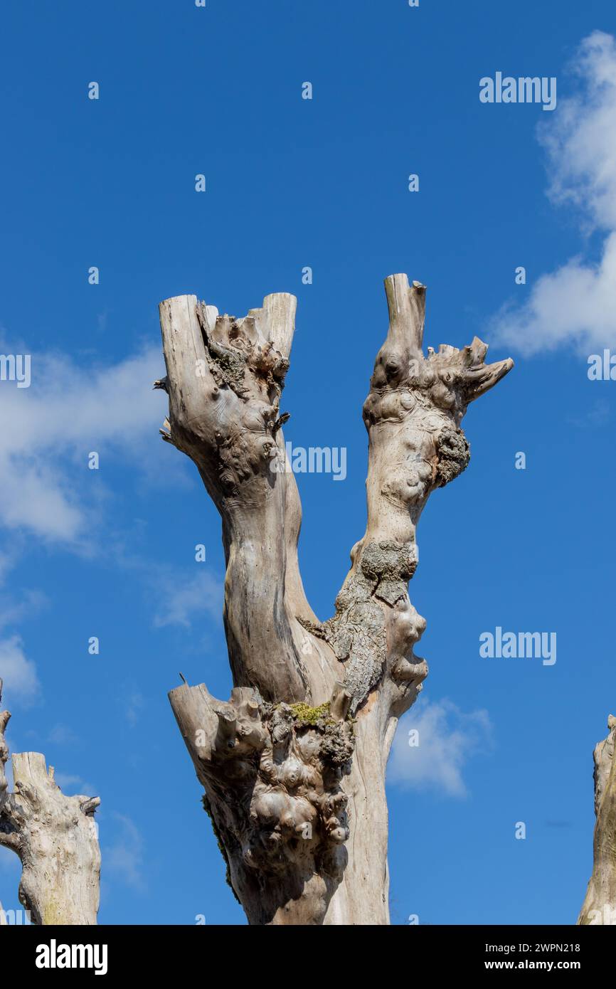 Trees Without Bark