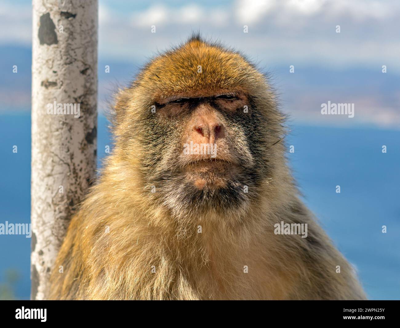 A Barbary macaque resting in Gibraltar Stock Photo - Alamy