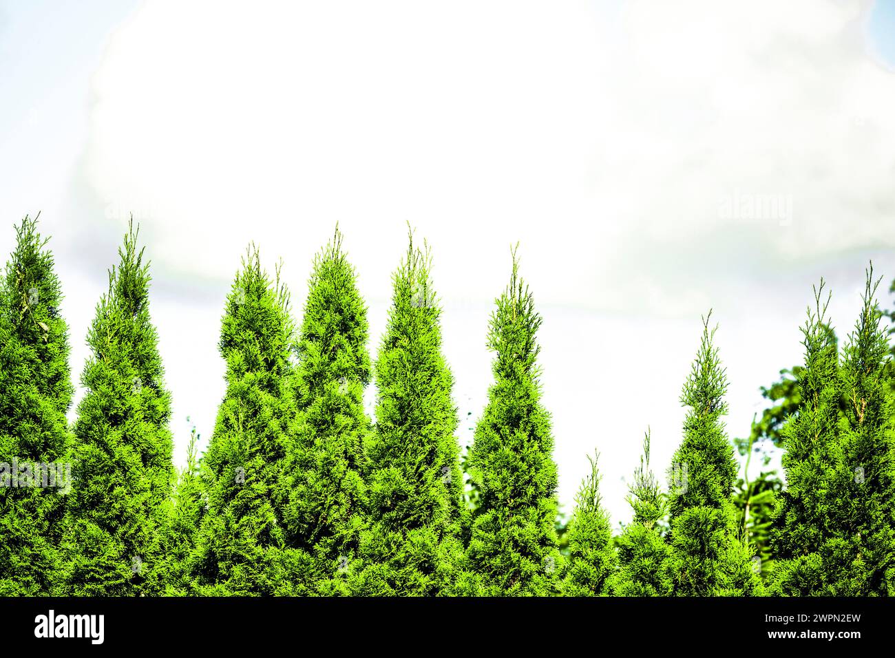 Background hedge hi-res stock photography and images - Alamy