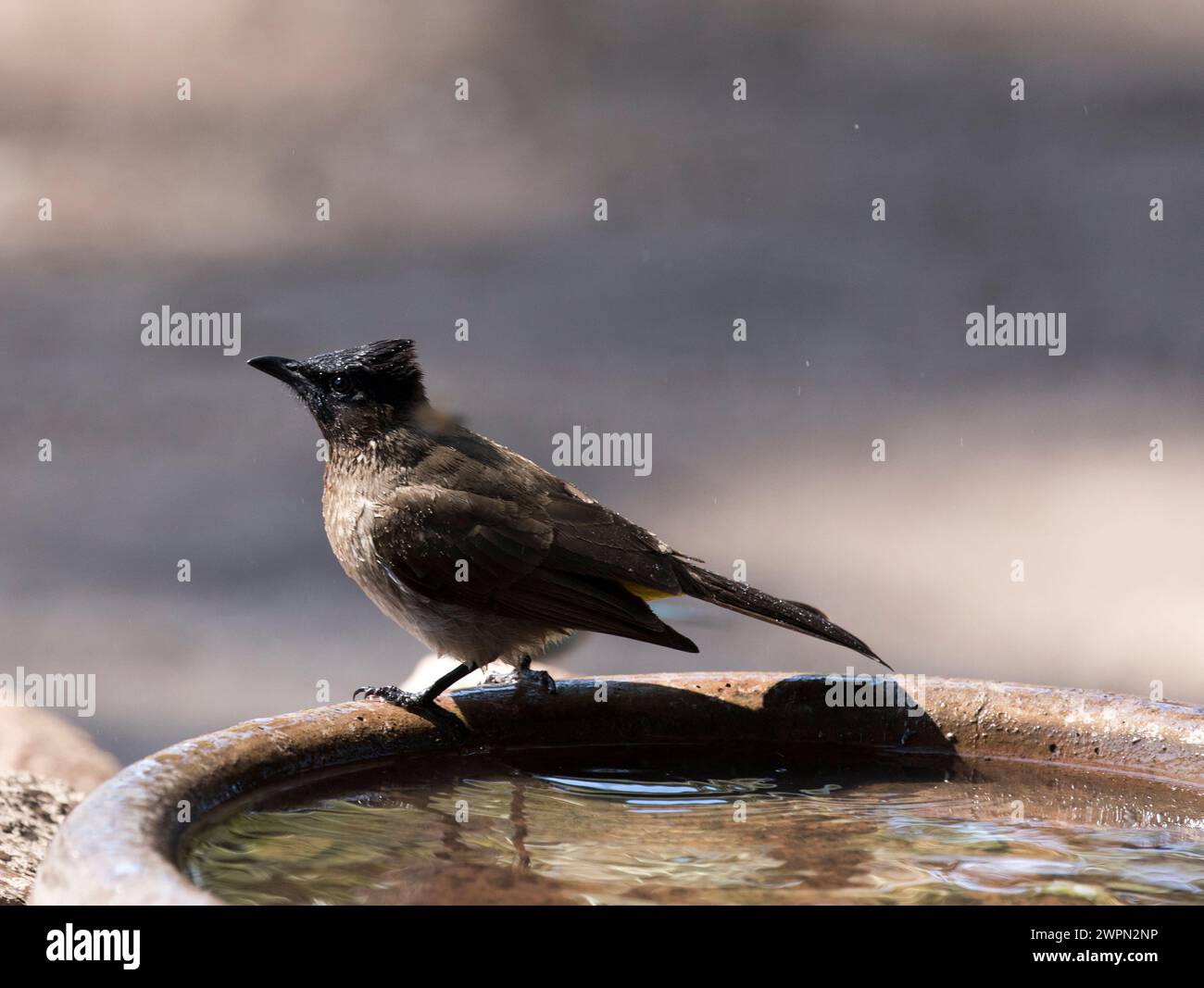 A photo of common bulbul in Southafrica Stock Photo - Alamy
