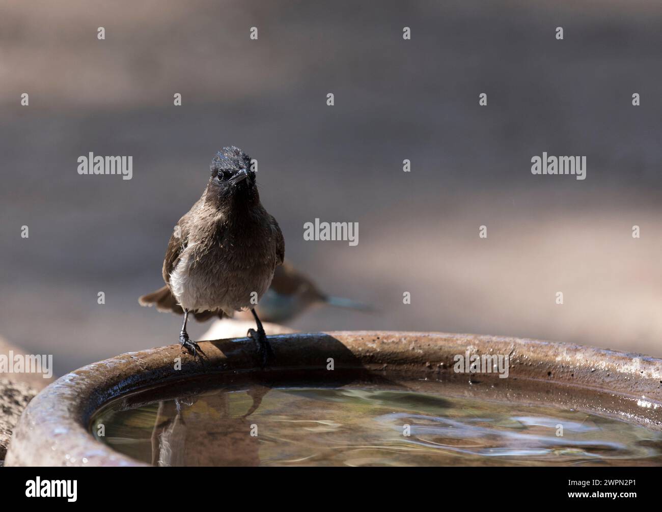 Common bulbul black eyed hi-res stock photography and images - Alamy