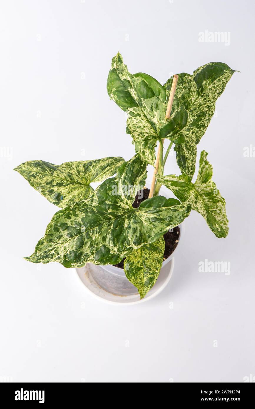 Syngonium Mottled Arrow flower. Green white leaves house plant Stock ...