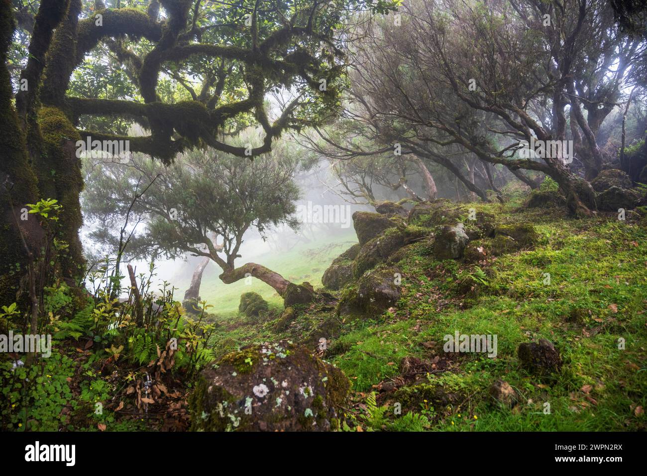 Juniper and laurel trees in the fog, Fanal, Nature Park, Madeira ...
