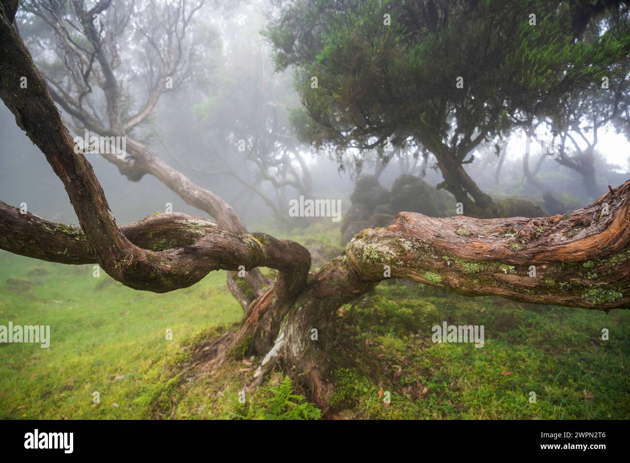 Juniper and laurel trees in the fog, Fanal, Nature Park, Madeira ...
