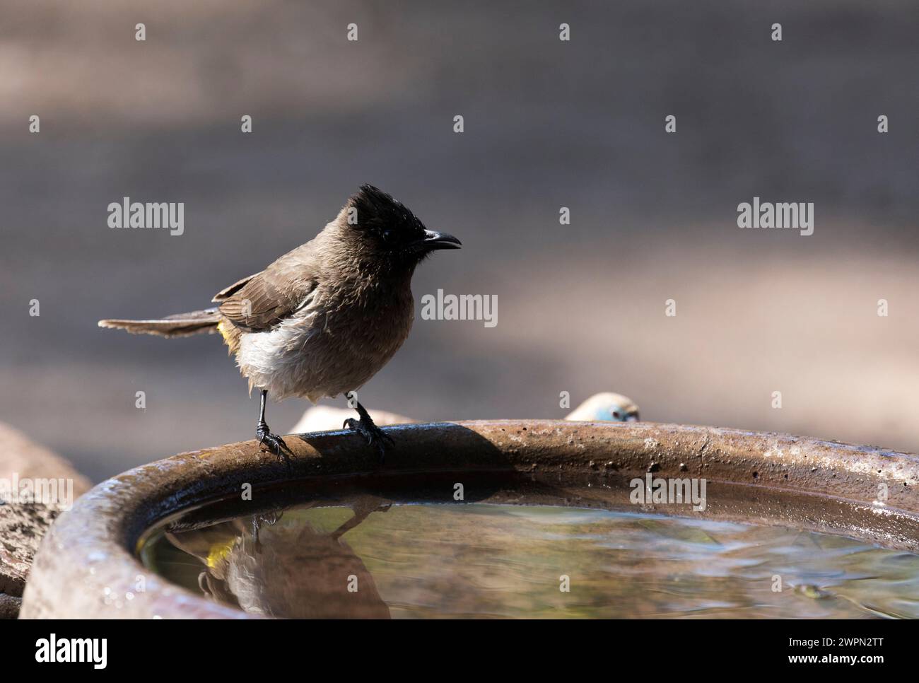 Common bulbul black eyed hi-res stock photography and images - Alamy
