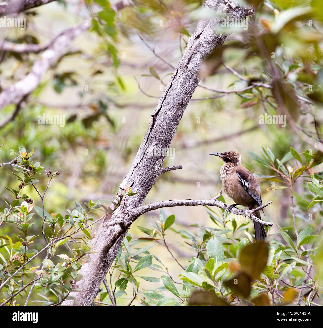 Helmeted friarbird philemon buceroides hi-res stock photography and ...