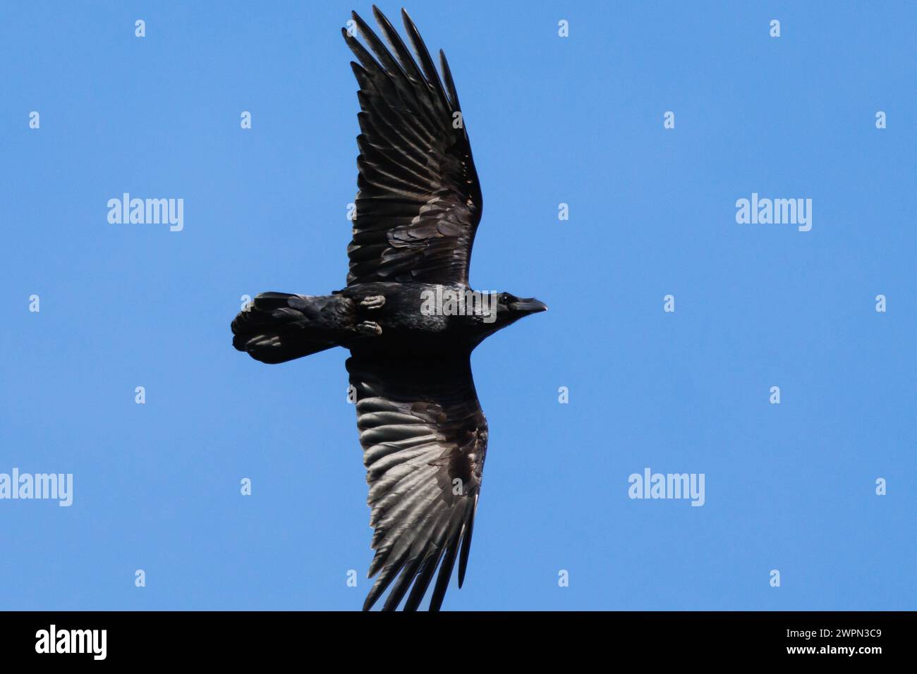 Detail of crow (Corvus corone) flying seen from below with blue sky ...