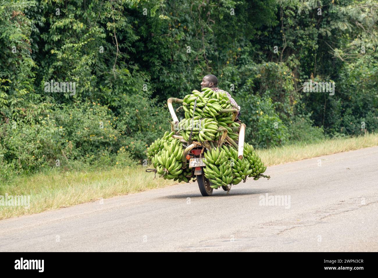 Man riding motorcycle loaded with bananas is a common sight in Uganda ...