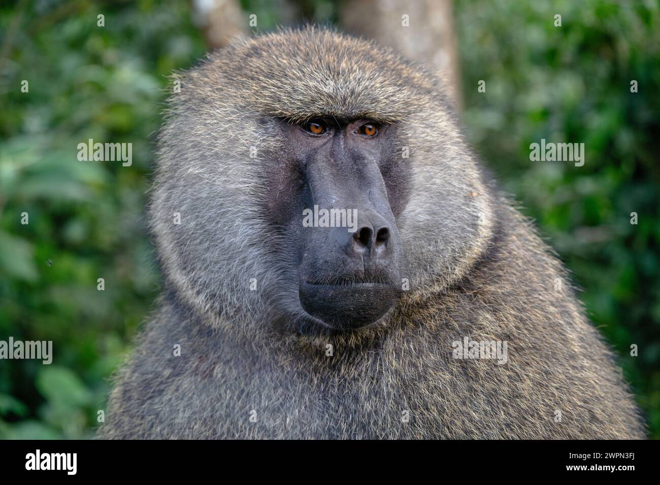 Baboon face hi-res stock photography and images - Alamy