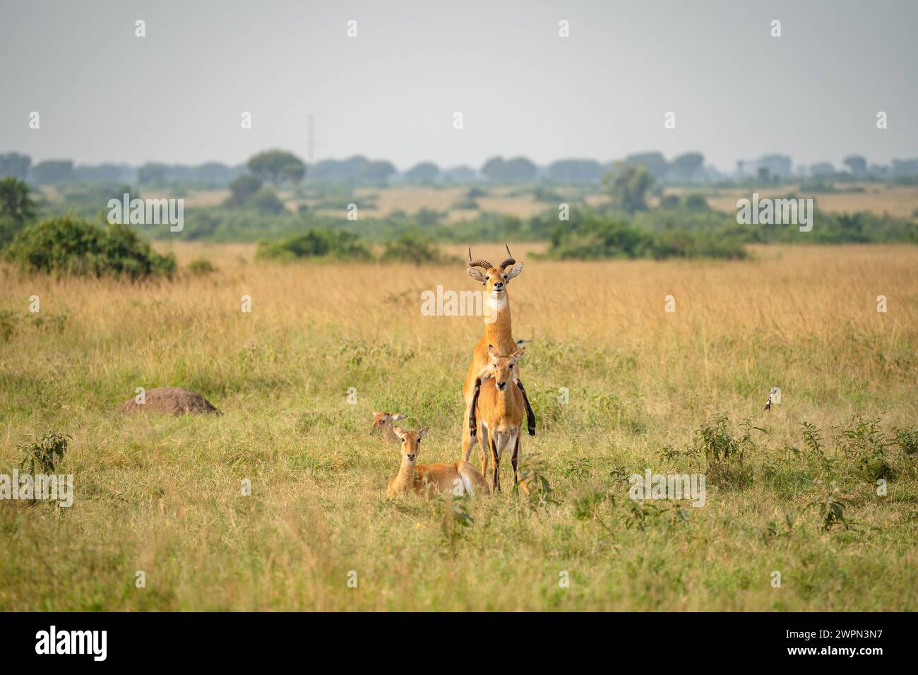 Ugandan Kob mating in grassy savanna in Queen Elizabeth National Park ... Ugandan Kob mating in grassy savanna in Queen Elizabeth National Park ...