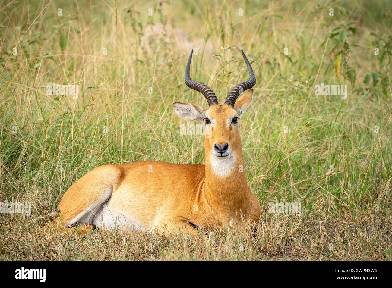 Ugandan Kob is a golden-brown antelope commonly seen in plains and ...
