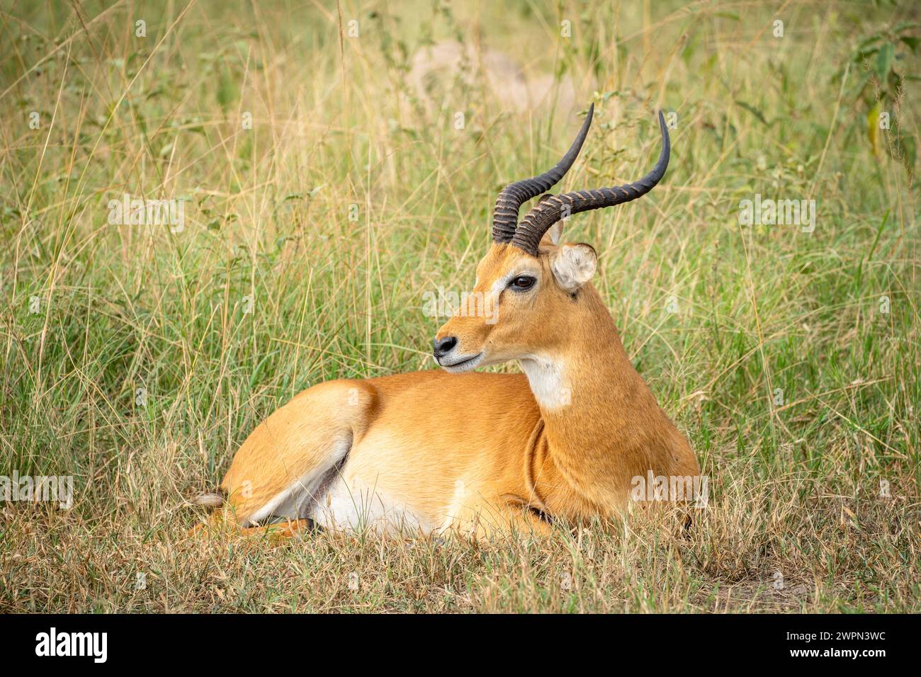 Ugandan Kob is a golden-brown antelope commonly seen in plains and ...