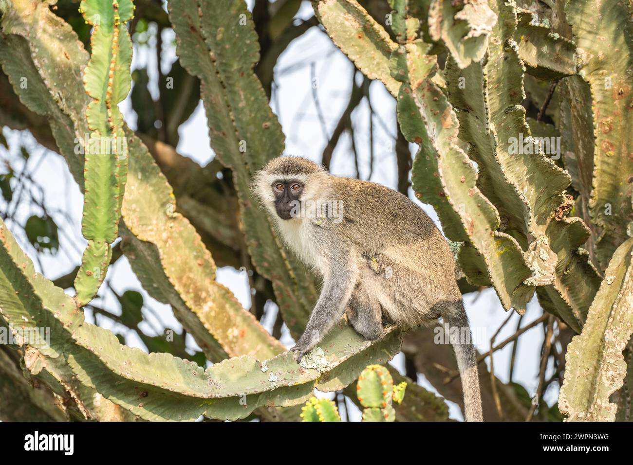 Vervet monkey in a candelabra tree in Kibale, Uganda Stock Photo - Alamy