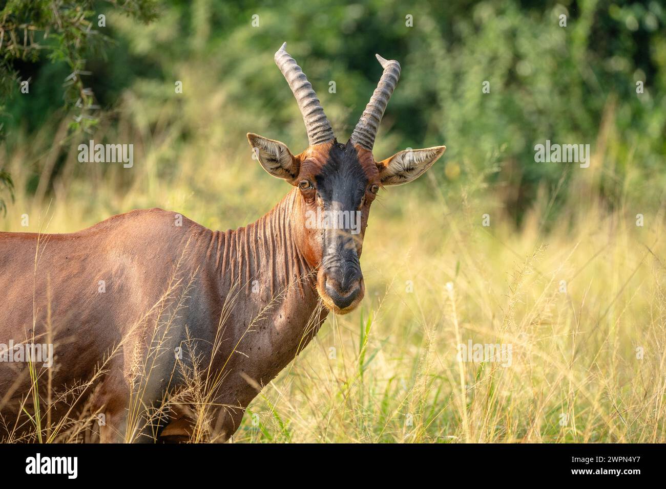 Brown antelope called Topi on the savanna in Queen Elizabeth Park ...