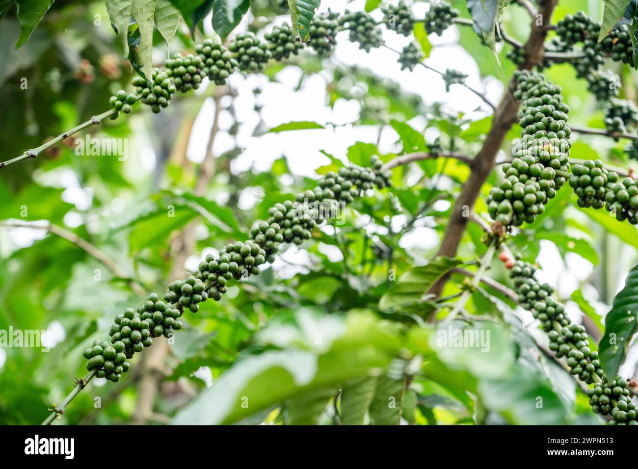 Uganda coffee beans hi-res stock photography and images - Alamy