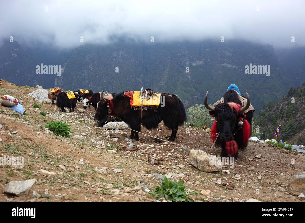 Nepal yak caravan hi-res stock photography and images - Alamy