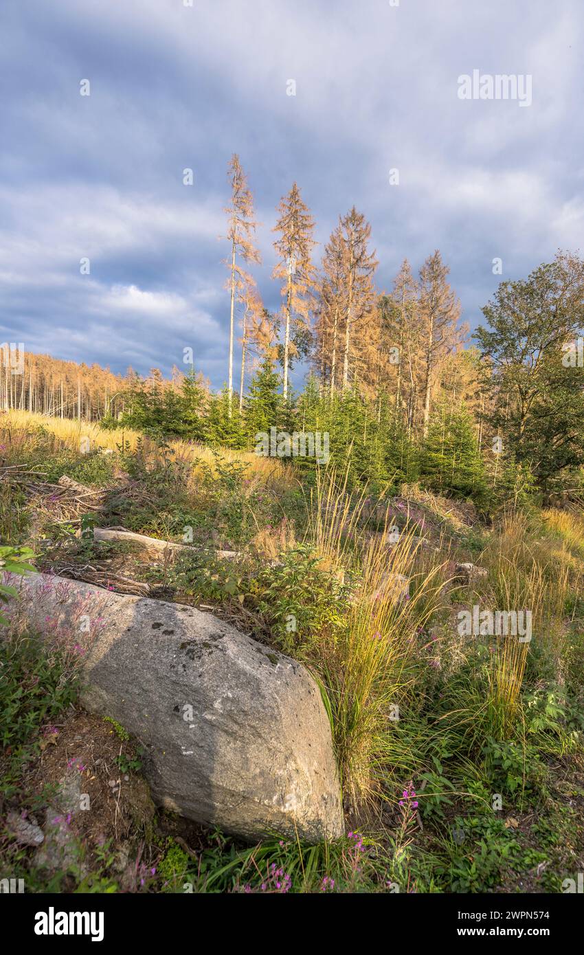 Regrowing deciduous trees in the harz national park hi-res stock ...