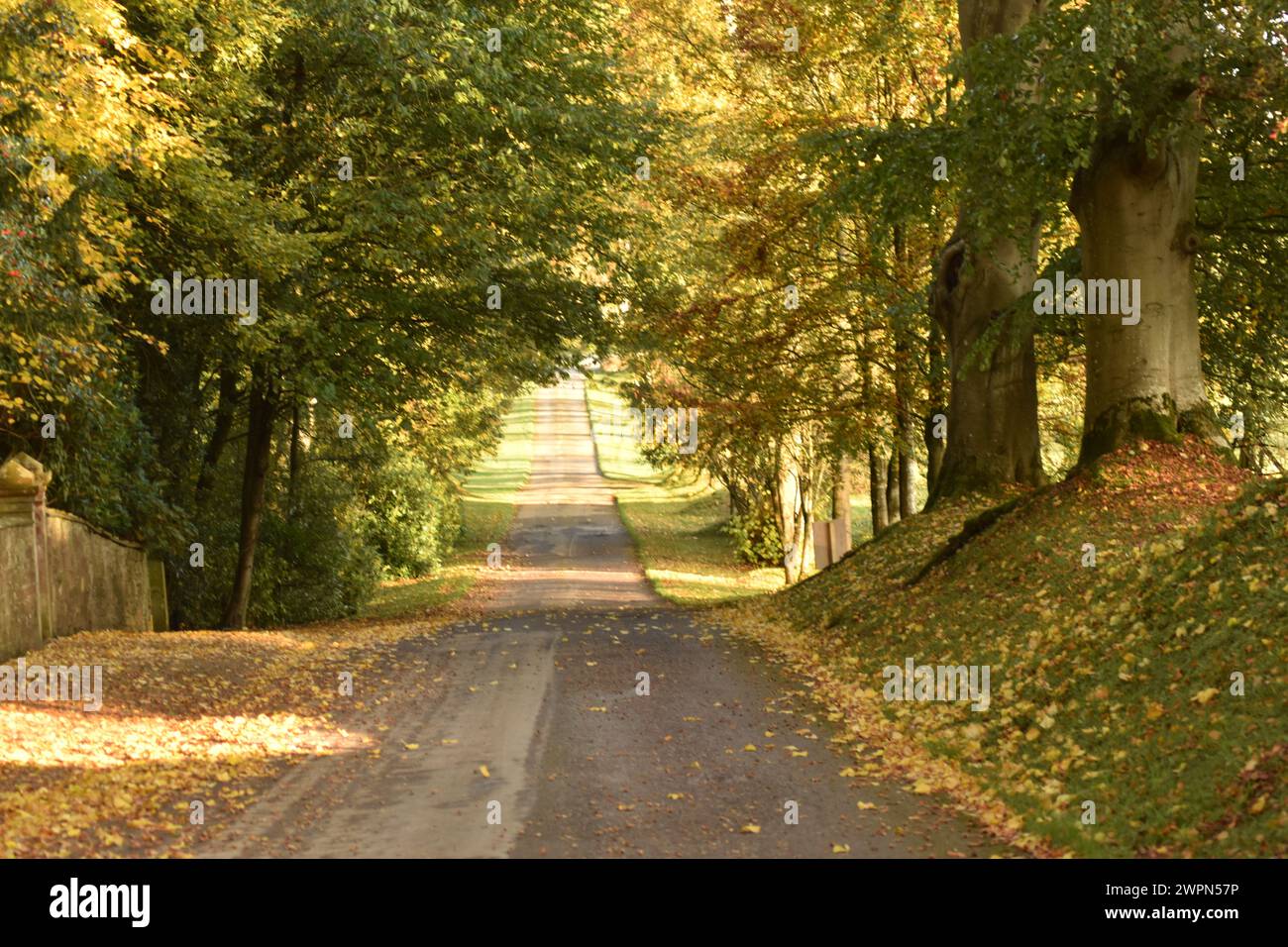 Road under trees Stock Photo - Alamy