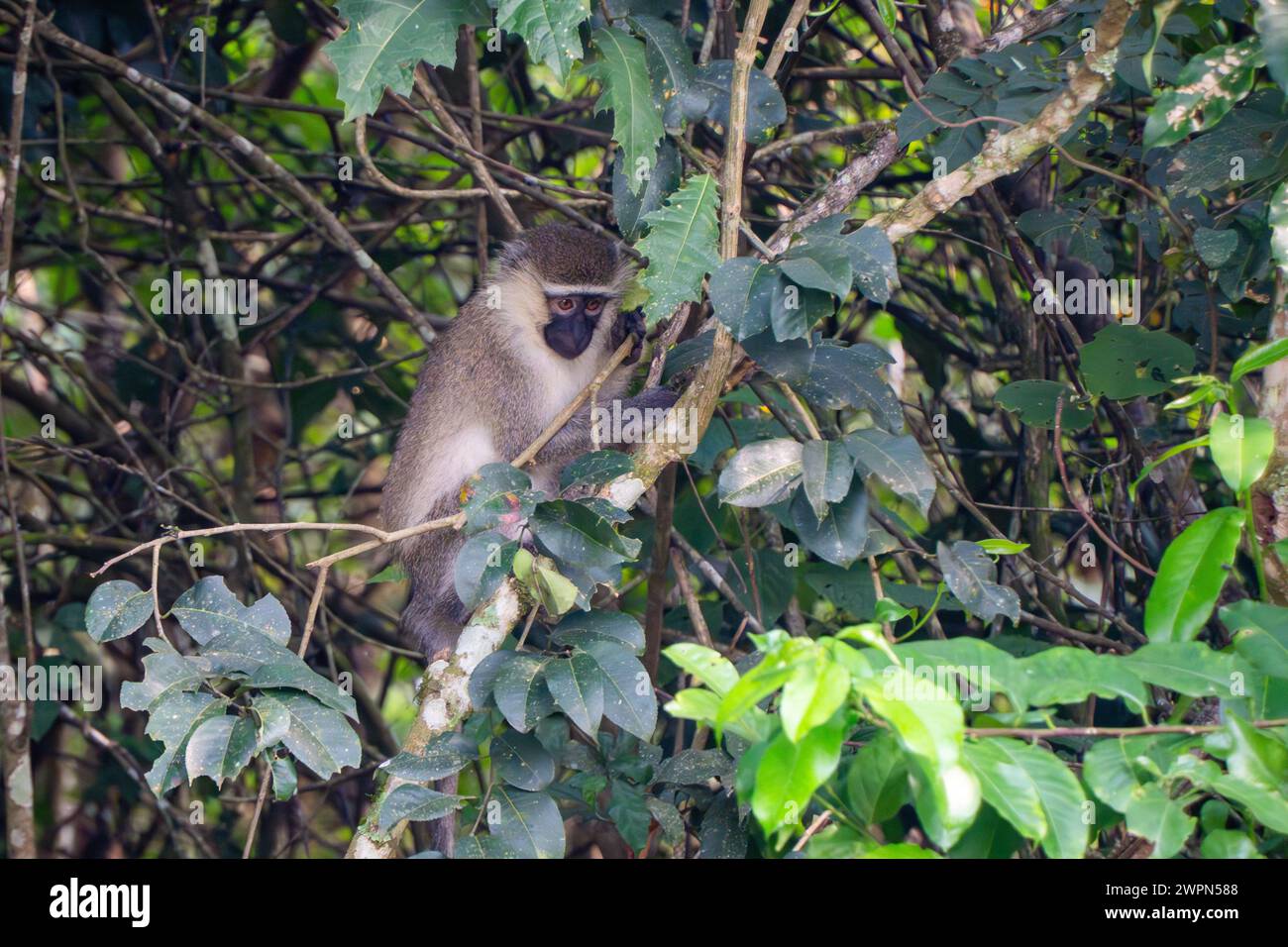 Vervet monkey in a tree in Kibale, Uganda Stock Photo - Alamy