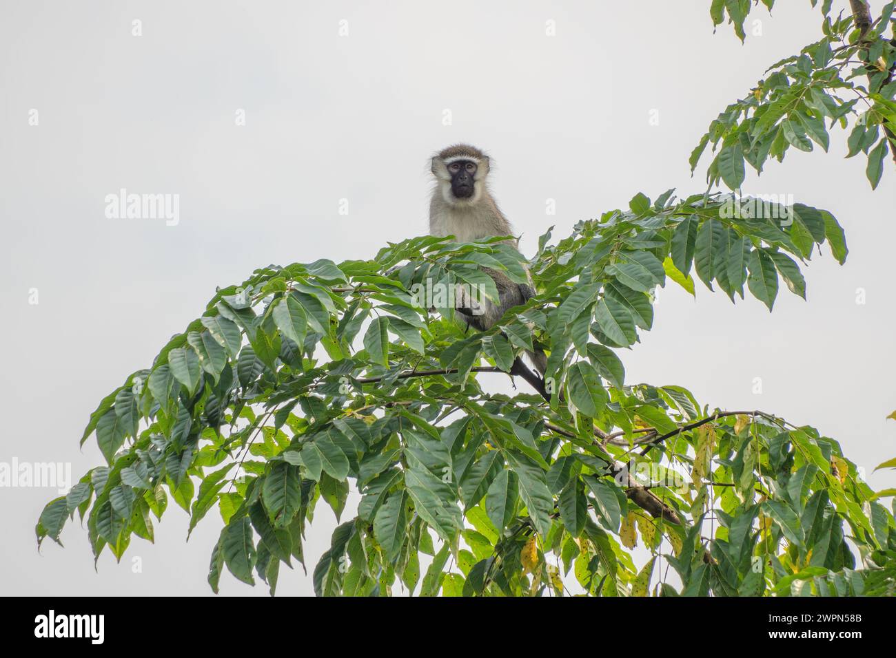 Vervet monkey in a tree in Kibale, Uganda Stock Photo - Alamy