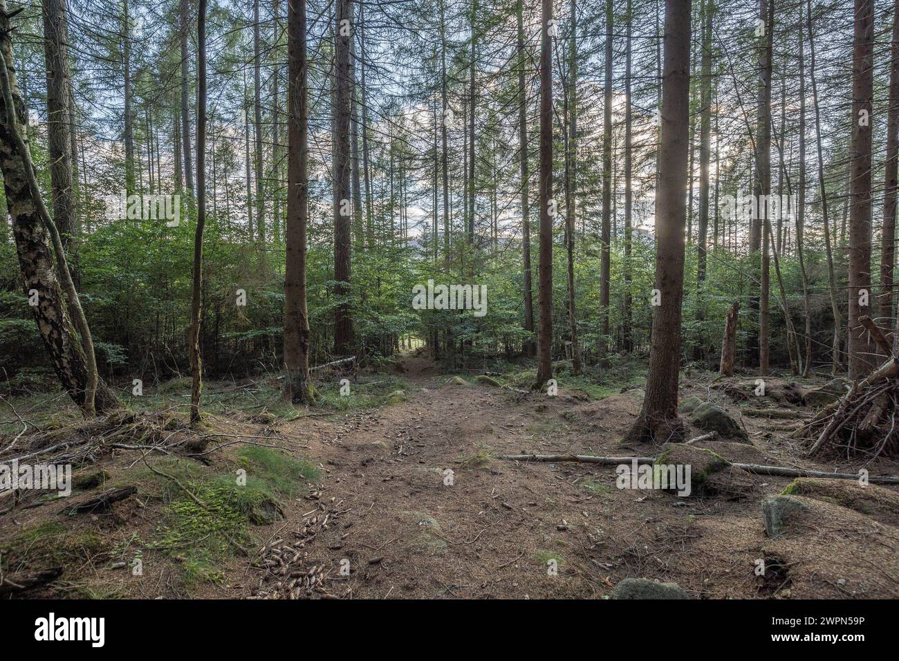 Regrowing deciduous trees damaged spruces in the harz national park hi ...