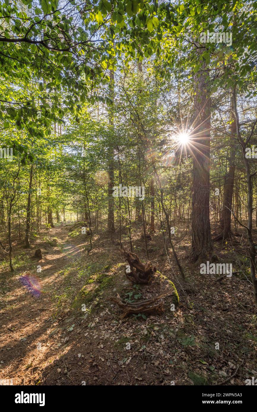 Regrowing deciduous trees in the harz national park hi-res stock ...