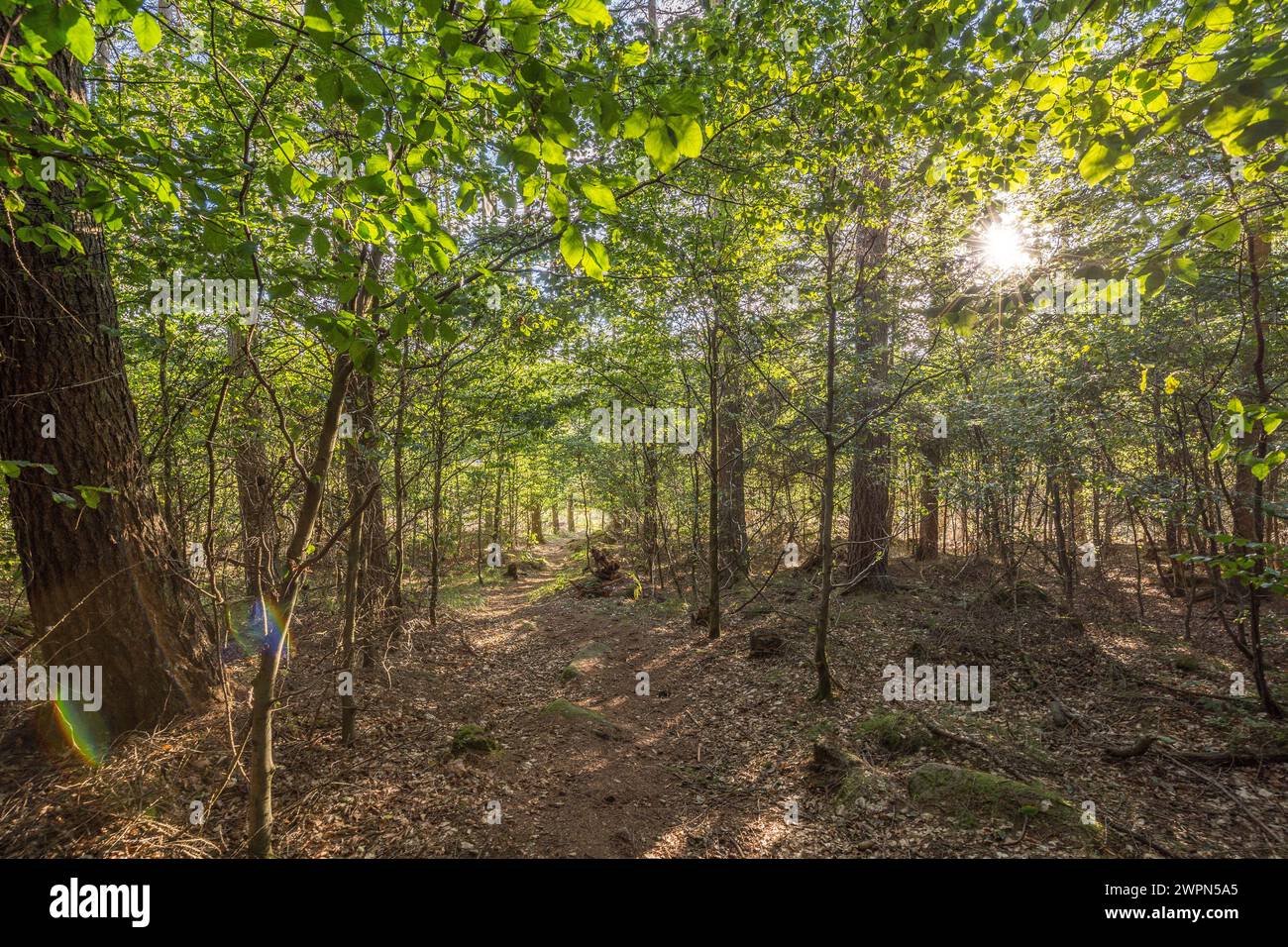 Regrowing deciduous trees in the harz national park hi-res stock ...