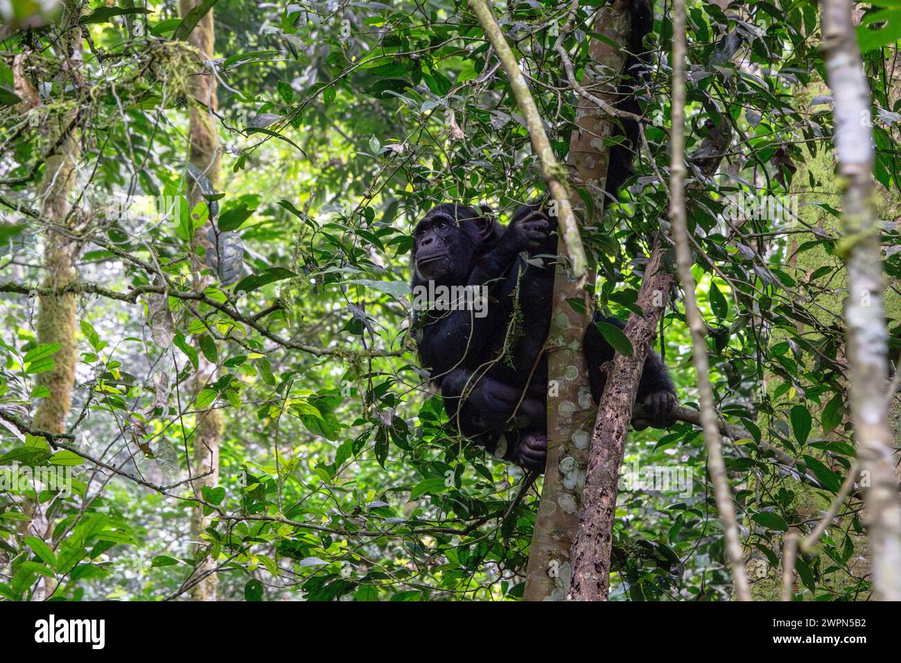Chimpanzee sitting in a tree in Kibale National Park, Uganda Stock ...