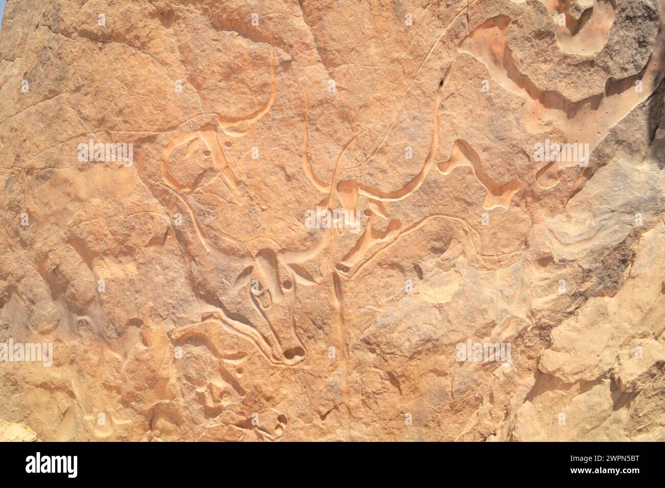 Weeping cow hi-res stock photography and images - Alamy