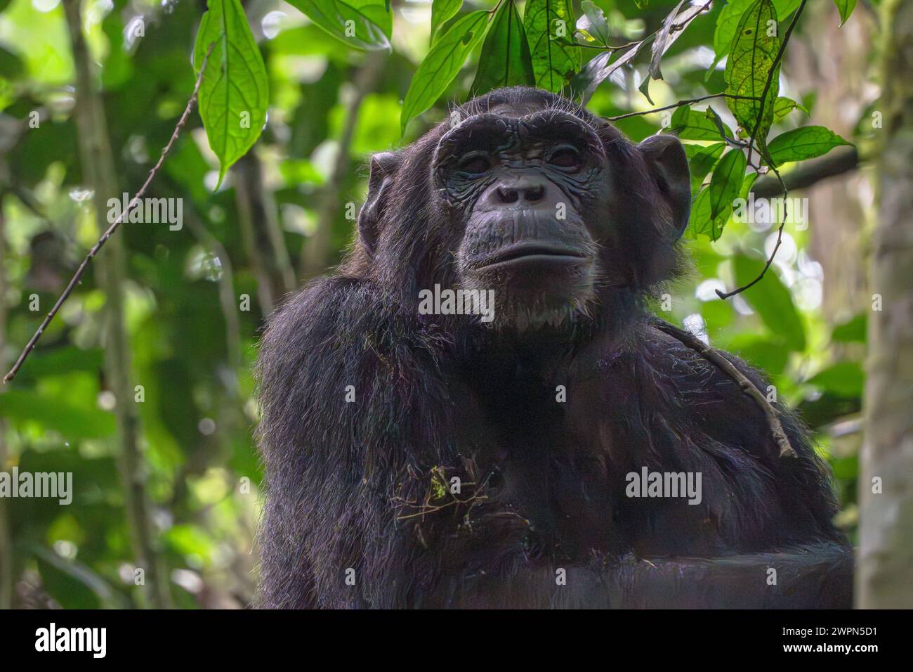 Chimpanzee sitting in a tree in Kibale National Park, Uganda Stock ...