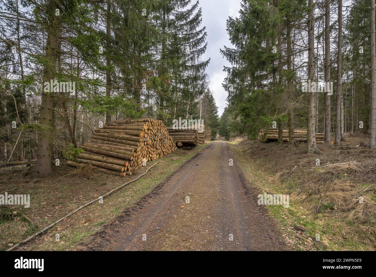 Piled up tree trunks polter in the harz nature park hi-res stock ...