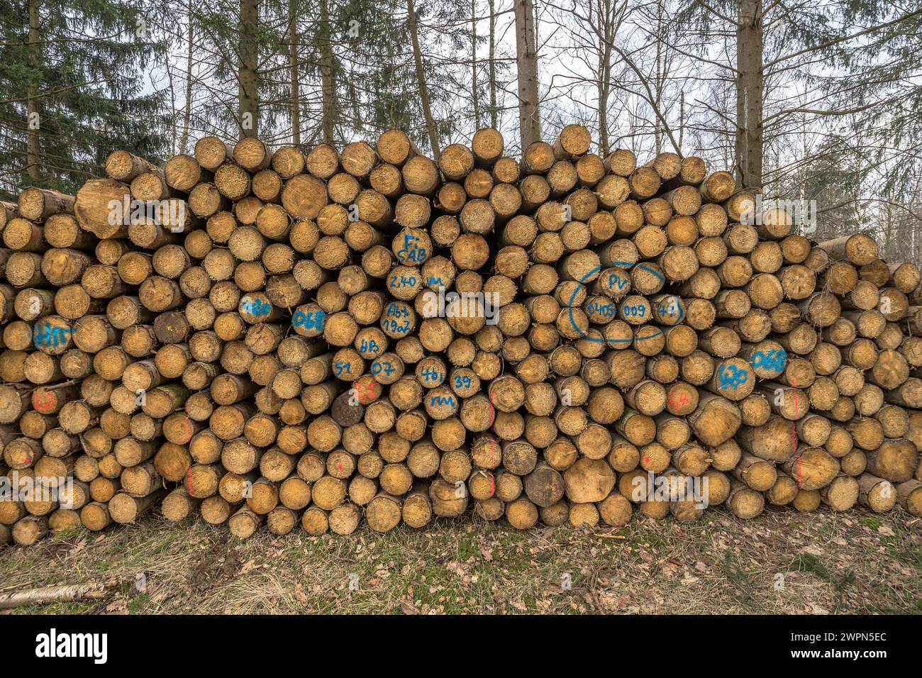 Piled up tree trunks polter in the harz nature park hi-res stock ...