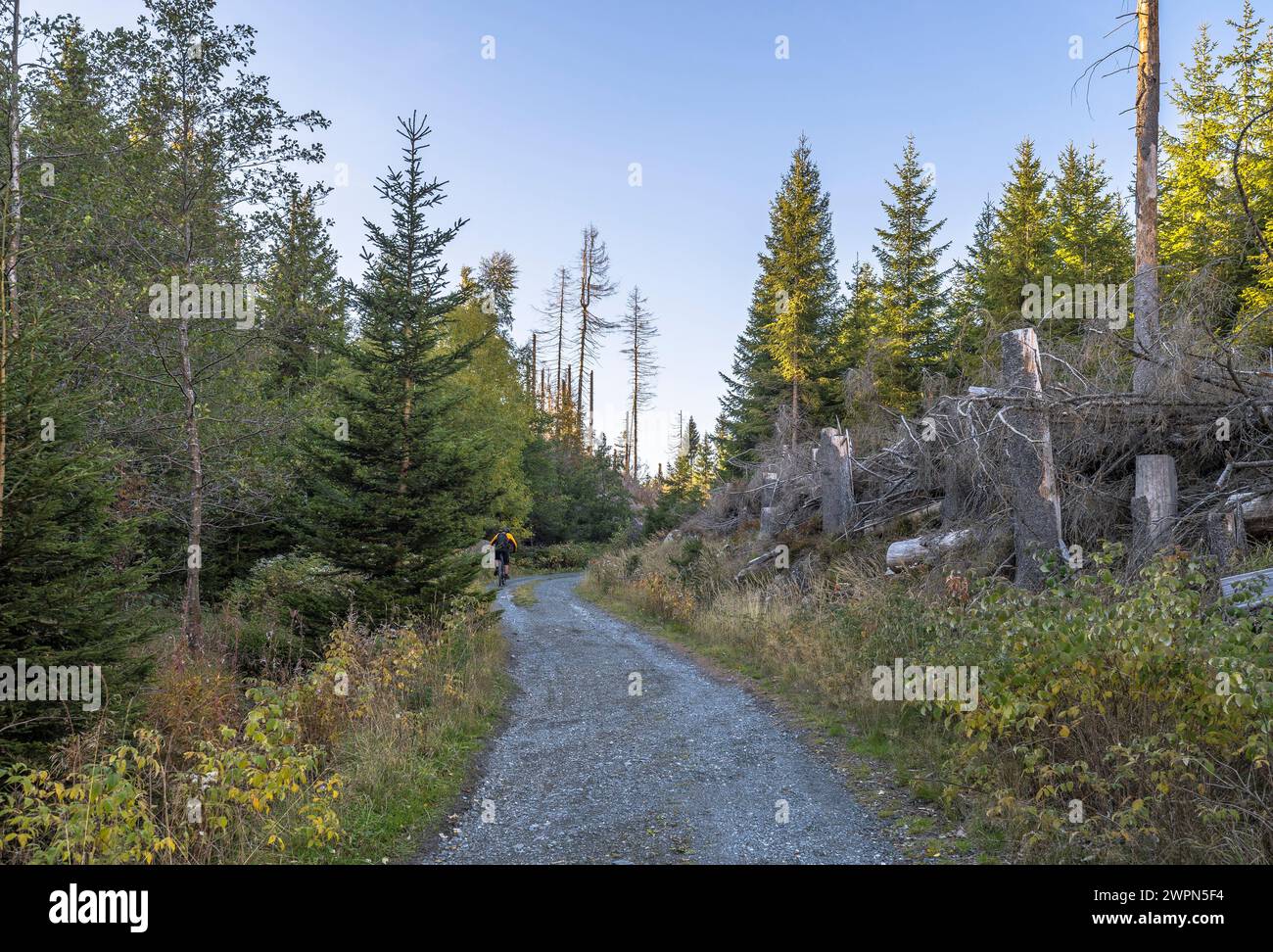 Dead and regrowing spruce trees in the harz national park hi-res stock ...