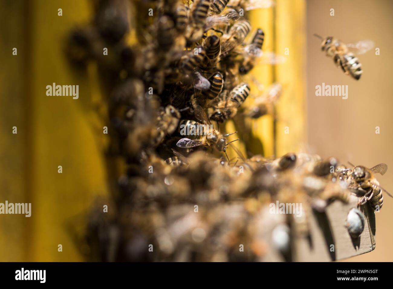 Bee colony hi-res stock photography and images - Alamy